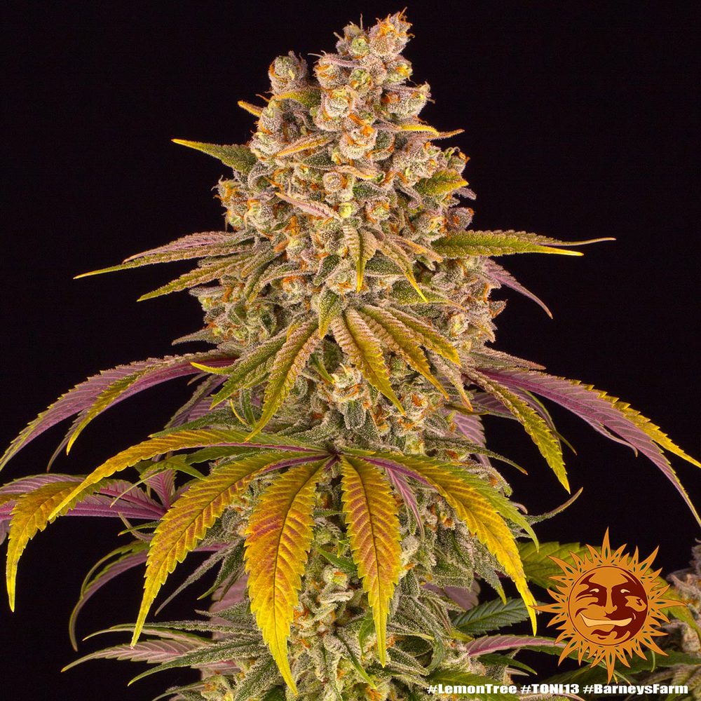 ! LEMON TREE™ | BARNEYS FARM® Kannabiksen siemenet