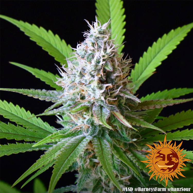 ! LSD™ Cannabis Seeds | BARNEYS FARM®