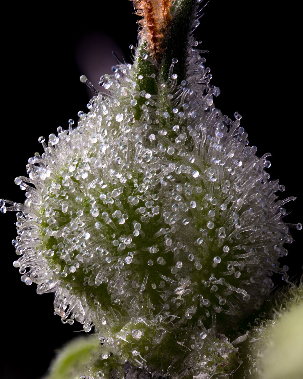 Mendo Breath Weed Strain Samen | Barneys Farm