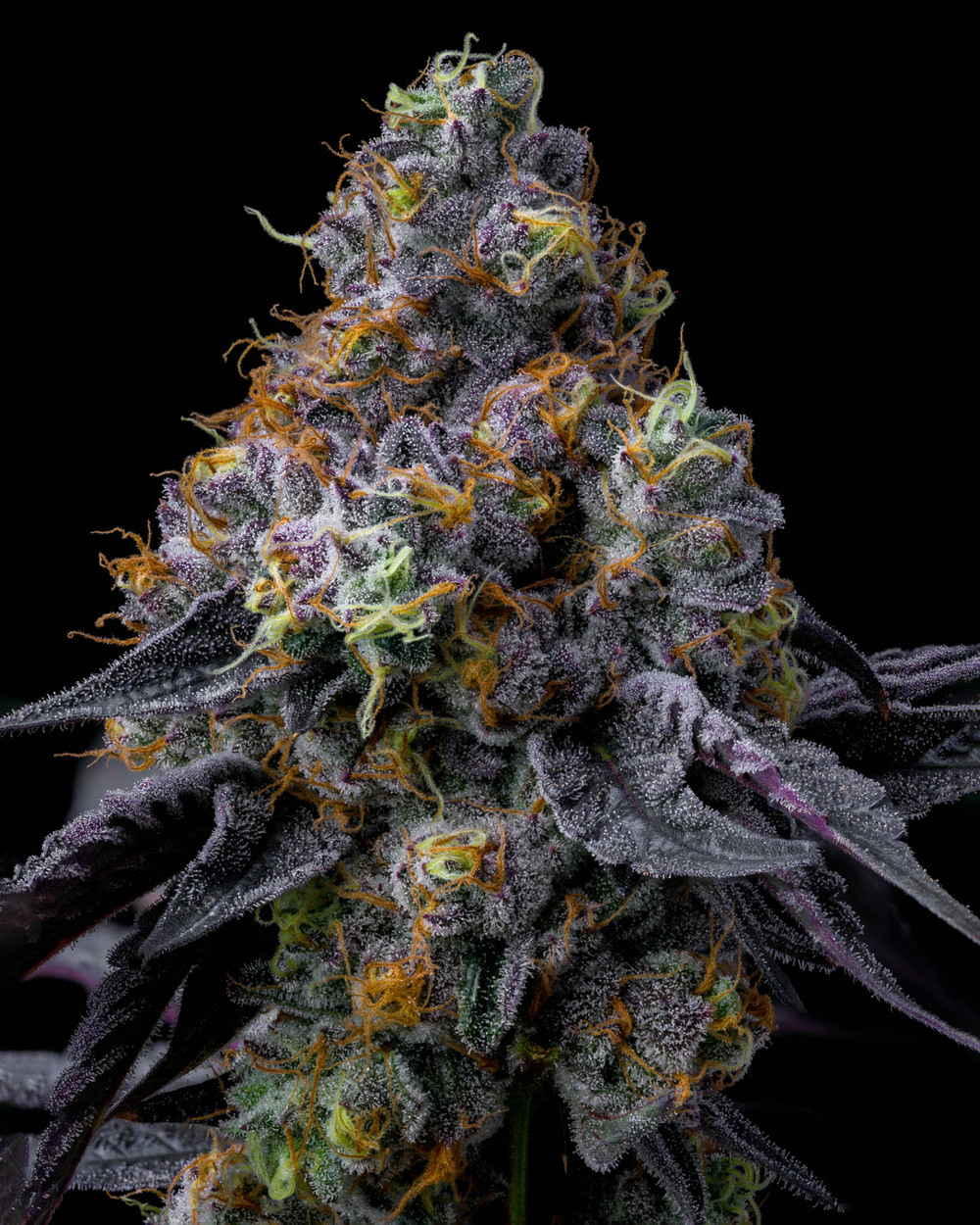 RAINBOW SHERB | BARNEYS FARM Semillas de Marihuana