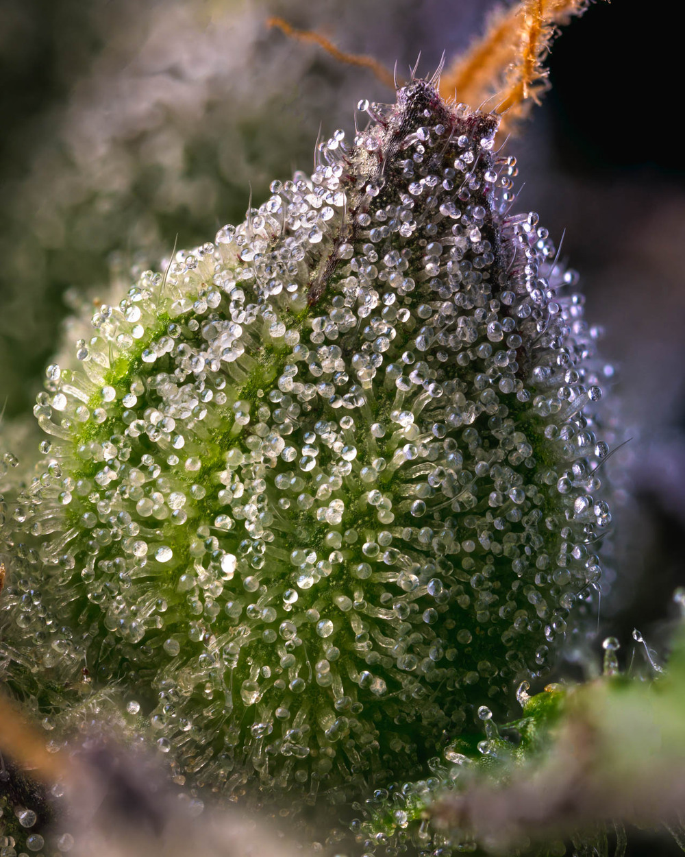 RAINBOW SHERB | BARNEYS FARM Cannabis Zaden