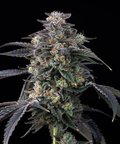 Cali Weed Strain Seeds | Barneys Farm UK