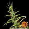 ! DR GRINSPOON™ Cannabis Seeds | BARNEYS FARM®