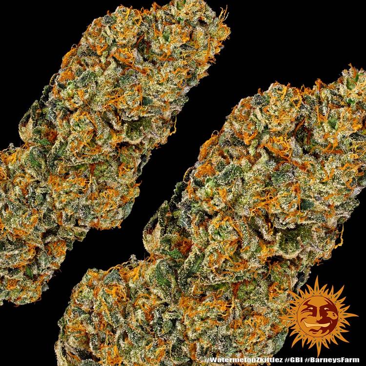 ! WATERMELON ZKITTLEZ™ Cannabis Seeds | BARNEYS FARM® ! WATERMELON ZKITTLEZ™ Cannabis Seeds | BARNEYS FARM®