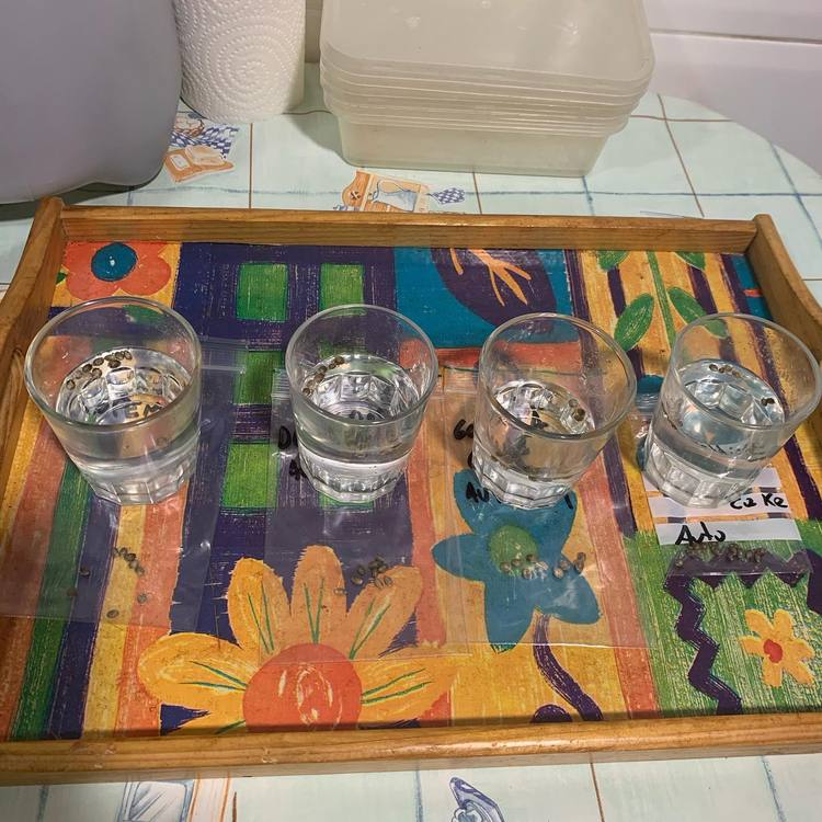 ! WEDDING CAKE AUTO™ | BARNEYS FARM® Cannabis Samen