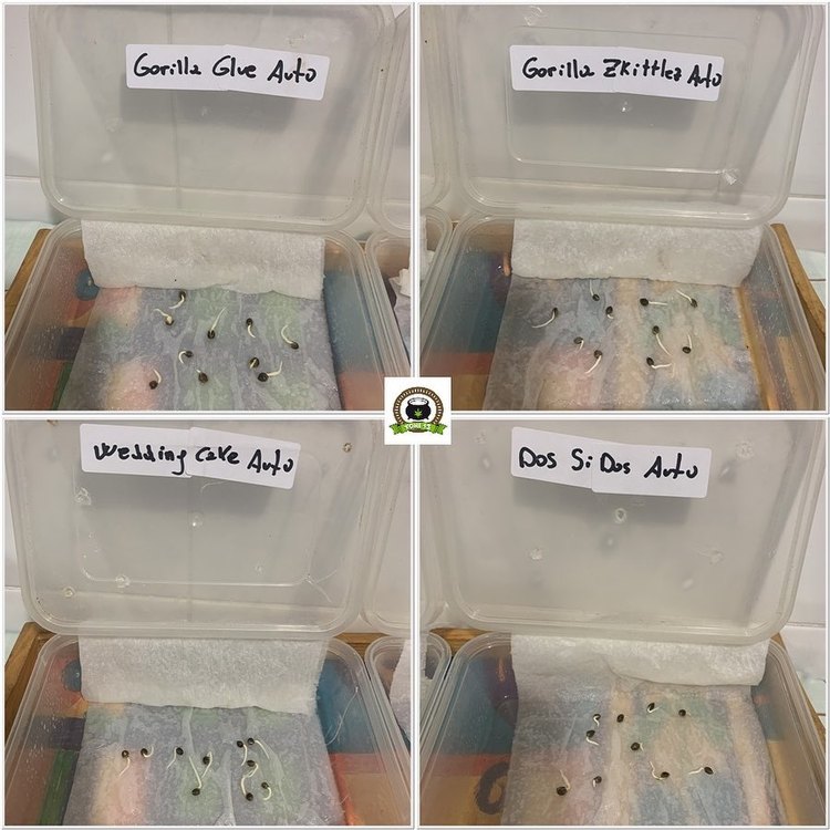 ! WEDDING CAKE AUTO™ Autoflowering Cannabis Seeds | BARNEYS FARM®