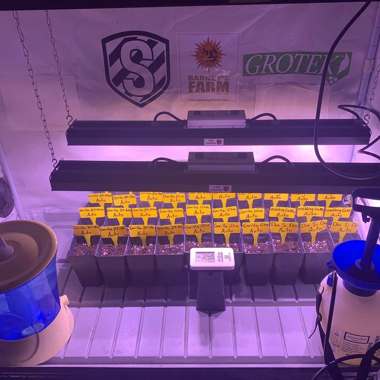 ! WEDDING CAKE AUTO™ Autoflowering Cannabis Seeds | BARNEYS FARM®