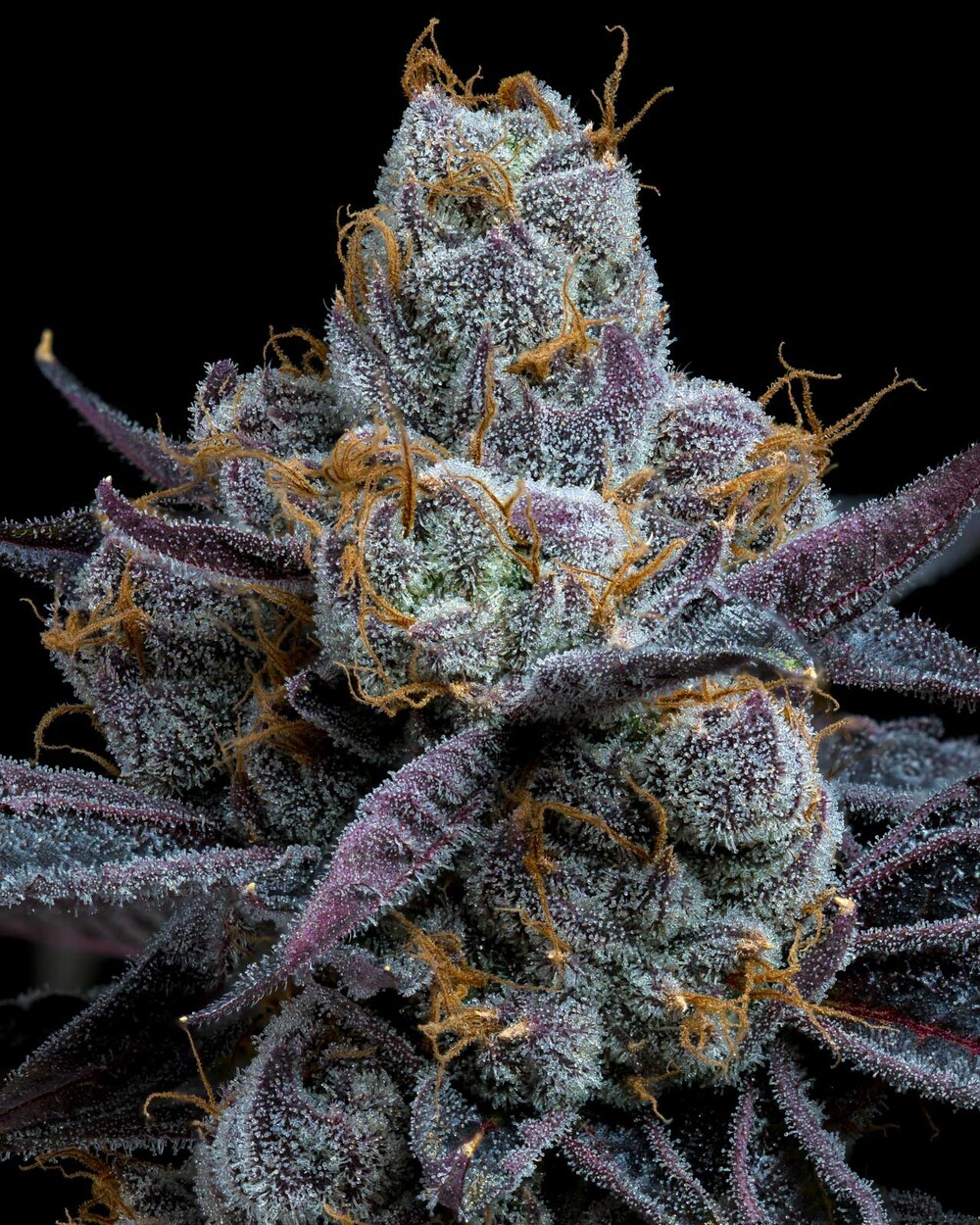 White Runtz Weed Strain seeds | BARNEYS FARM White Runtz Weed Strain seeds | BARNEYS FARM